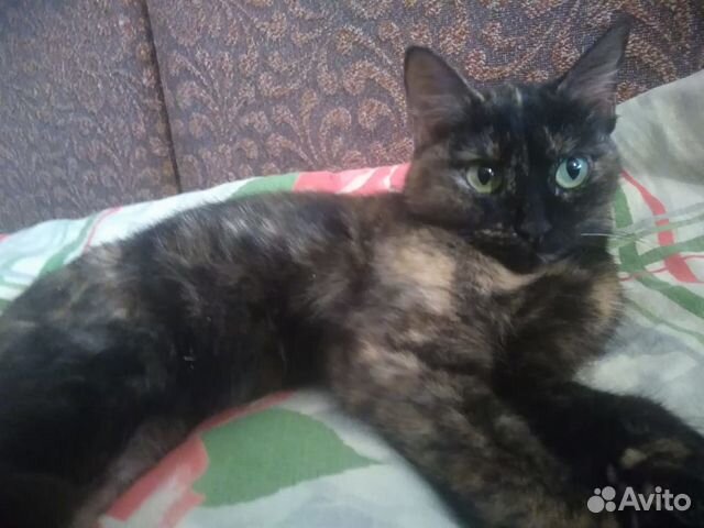 Кошка ищет дом