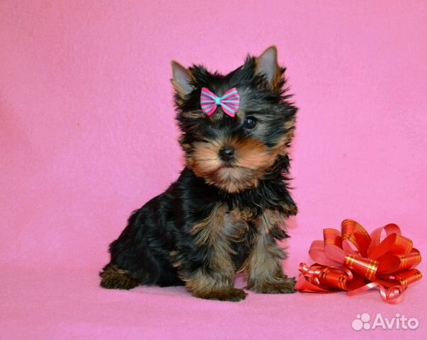 Шикарные щенки йорка