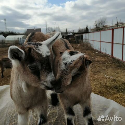 Козы альпийские