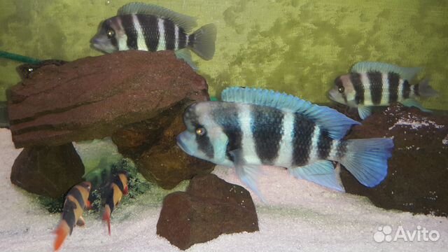 Трофеусы, Фронтозы