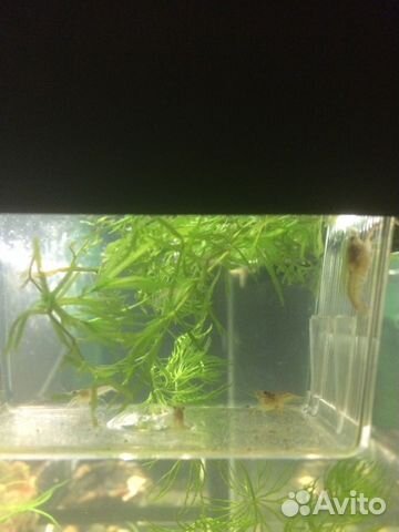 Голубой кубинский рак