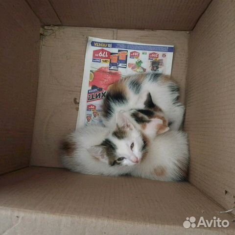 Котята в добрые руки