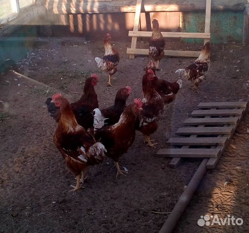 Молодые петушки