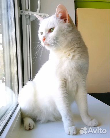 Кошка Белочка, 3 года
