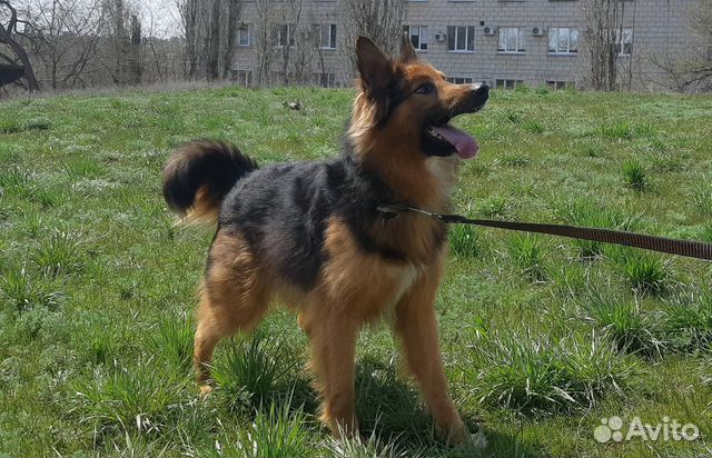Метис овчарки в добрые руки