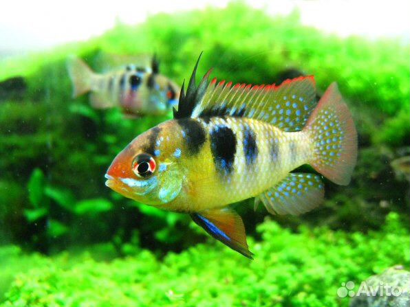 Апистограмма Рамерези