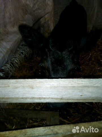 Продам тёлочку