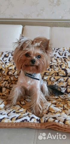 Девочка и мальчик йорочки-миники