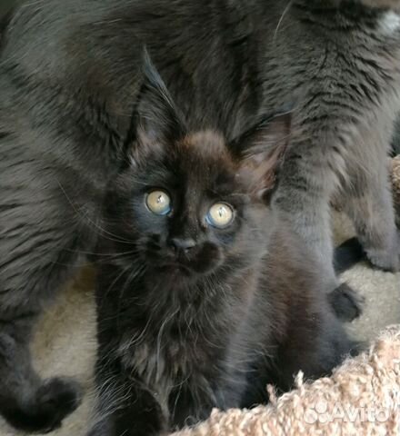 Мейн-кун малышка