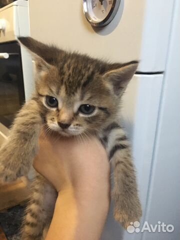 Котята от британки