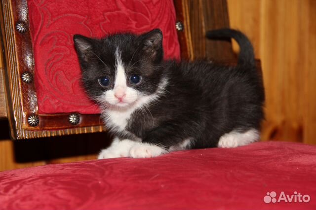 Карапузы ищут дом