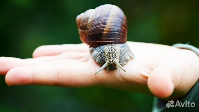 Виноградная улитка