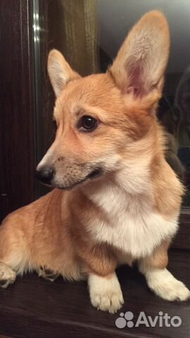 Вельш Корги Пемброк