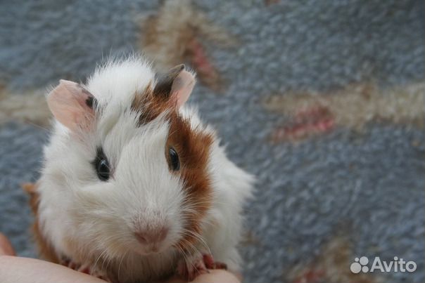 Морские свинки. Карликовые кролики. Крысята