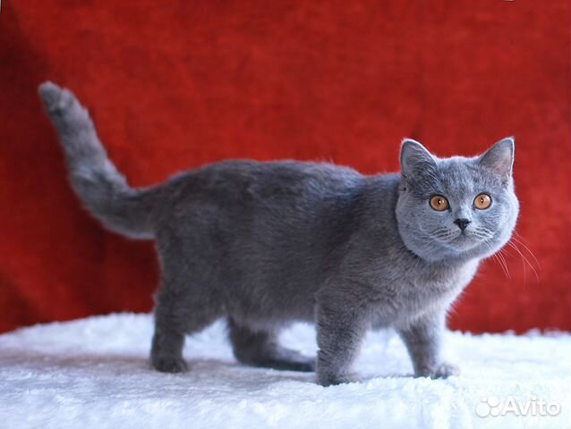 Голубокремовая британская девочка