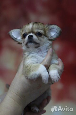 Кукольные чишки