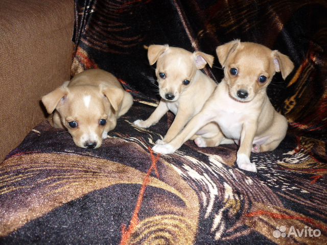 Маленькие тойчики