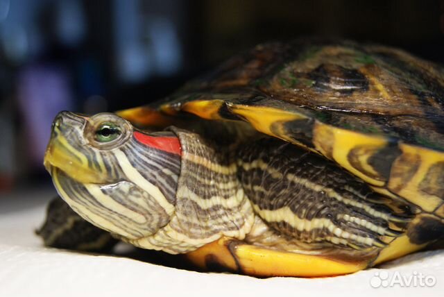 Красноухая черепаха в добрые и любящие руки