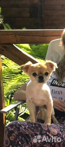 Потерялся Чихуахуа