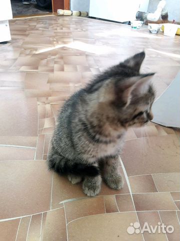 Котята