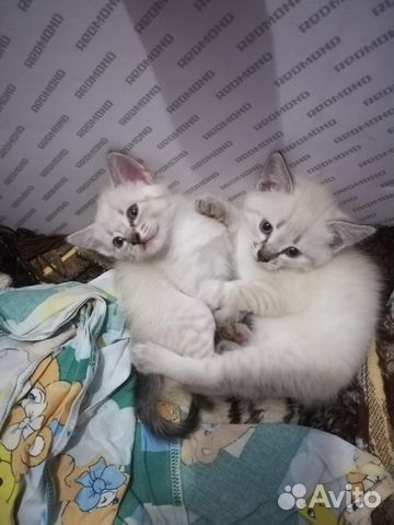 Красивые котята