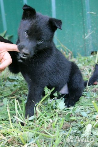 Щенок в добрые руки