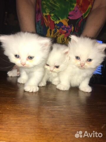 Продам котят