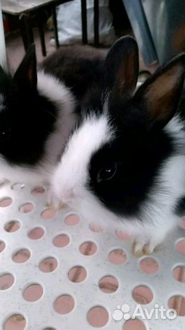 Декоративный кролик Себастьян