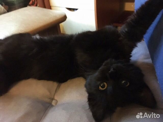 Маленькая пантерка в добрые руки