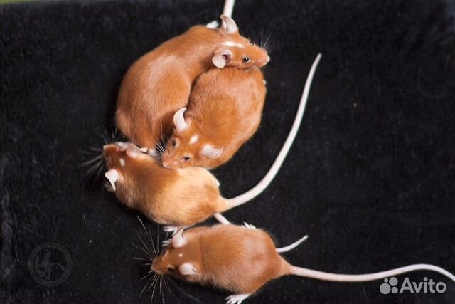 Ярко-красные блестящие декоративные мышки