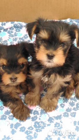 Продам щенок йорка, йоркширский терьер