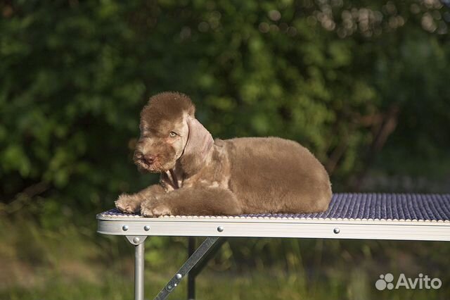 Щенок бедлингтон терьера