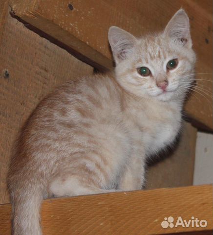 Котенок в добрые руки