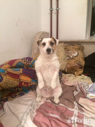 Ищем невесту