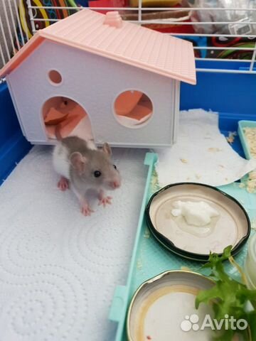 Отдам крысенка