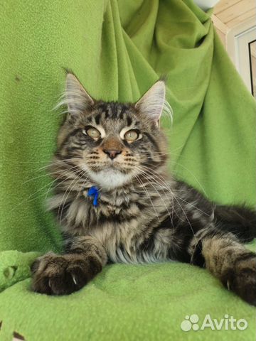 Котенок-гигант 6 месяцев