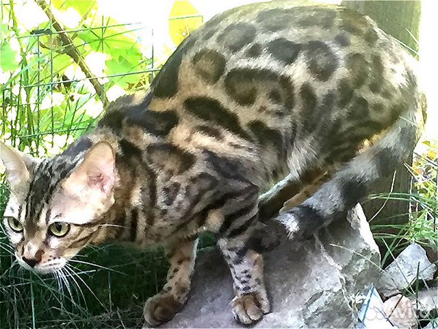 Чистокровная бенгалка