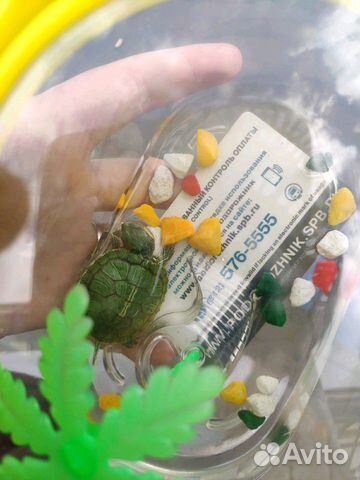 Красноухая черепашка