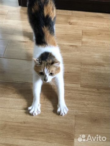 Королевская кошка Нордия ищет семью