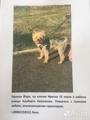 Пропала наша любимица