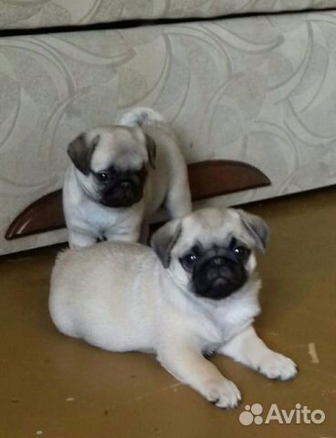Щенки мопса