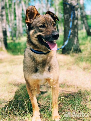 Пьер Безухов в добрые руки