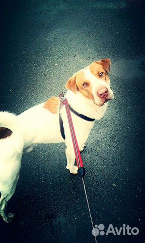 Подарите семью Арчи