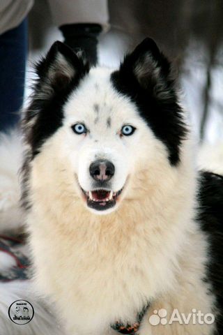Отдам бесплатно якутскую лайку