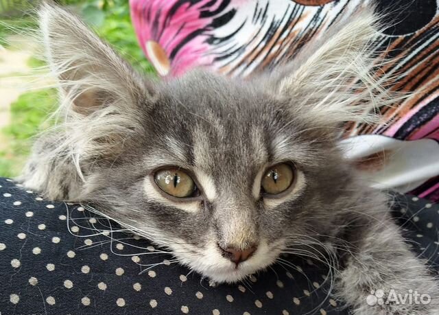 Пушинка- маленькая пушистая серая девочка 3 мес