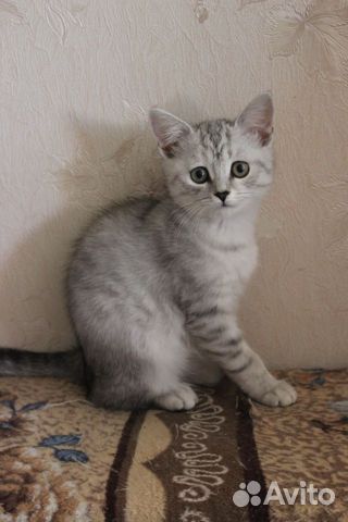 Котята