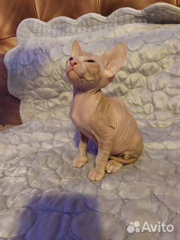 Левкой котята мальчики