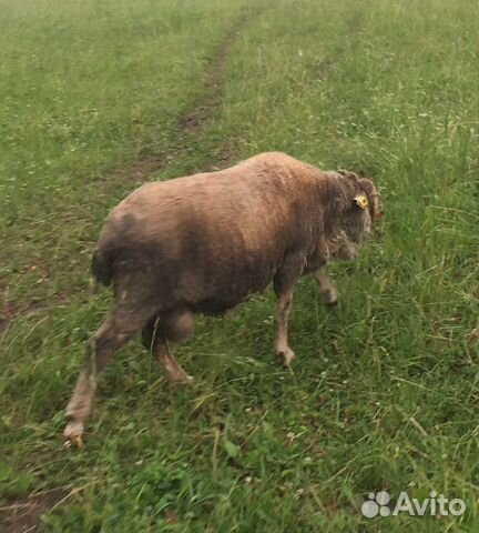 Баран-производитель