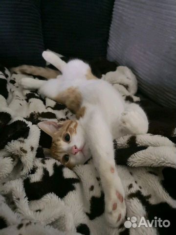 Котенок Альф