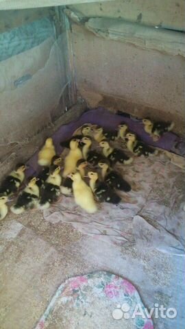 Утята мускусные